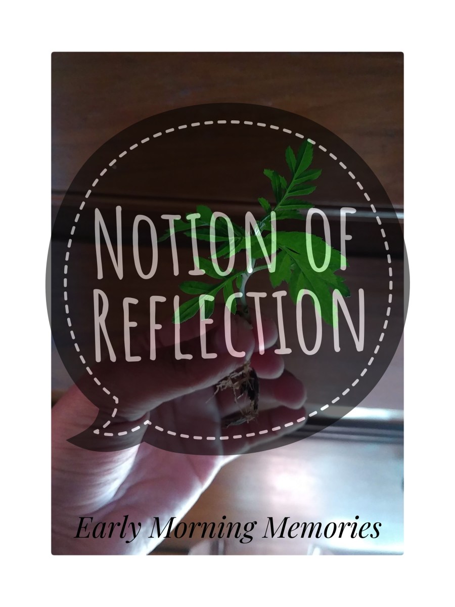 Notion of Reflection – Early Morning Memories