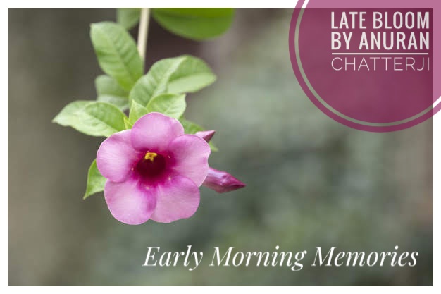 Late Bloom – Early Morning Memories